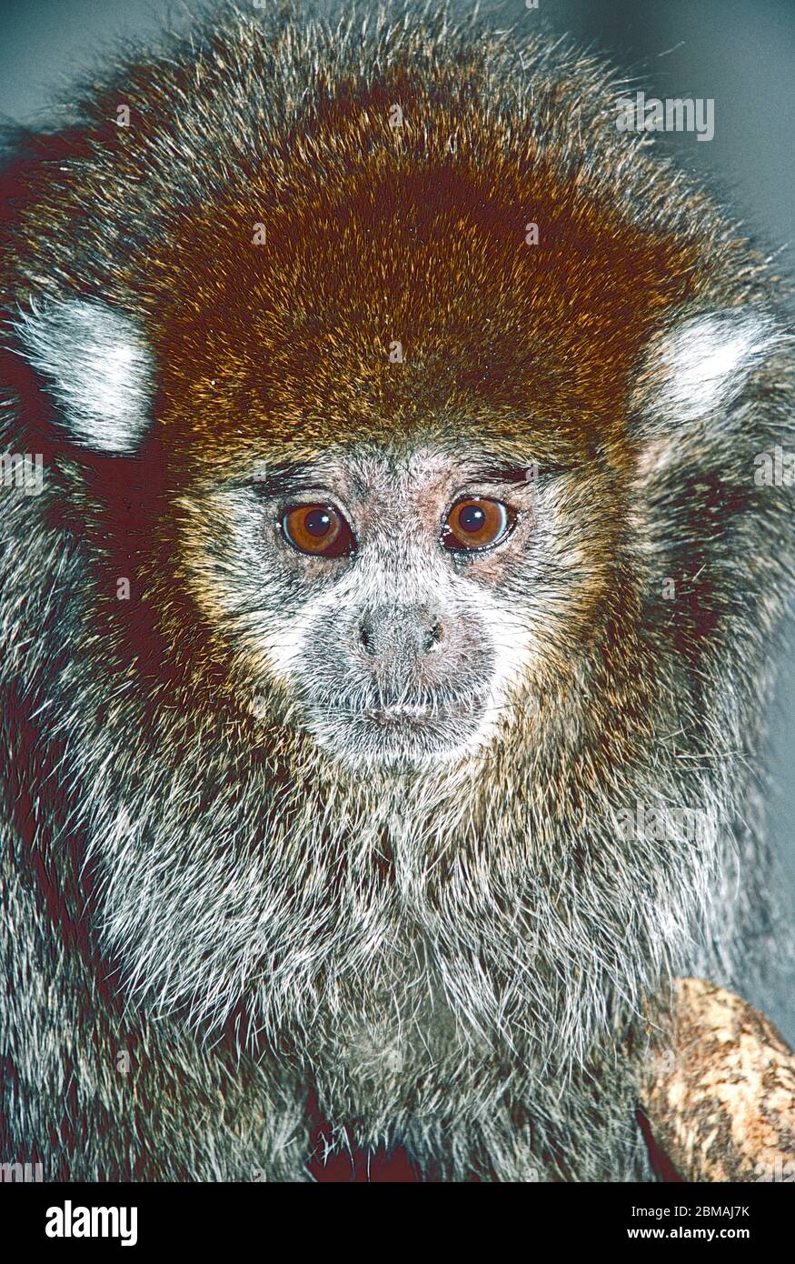 Female Dusky Titi, (Callicebus moloch,) from the Brazilian Amazon Stock ...