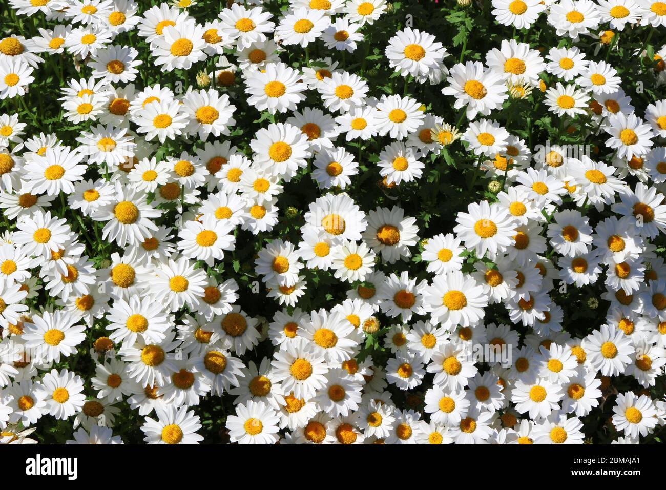 Margaret's flower garden with many blooming flowers Stock Photo - Alamy