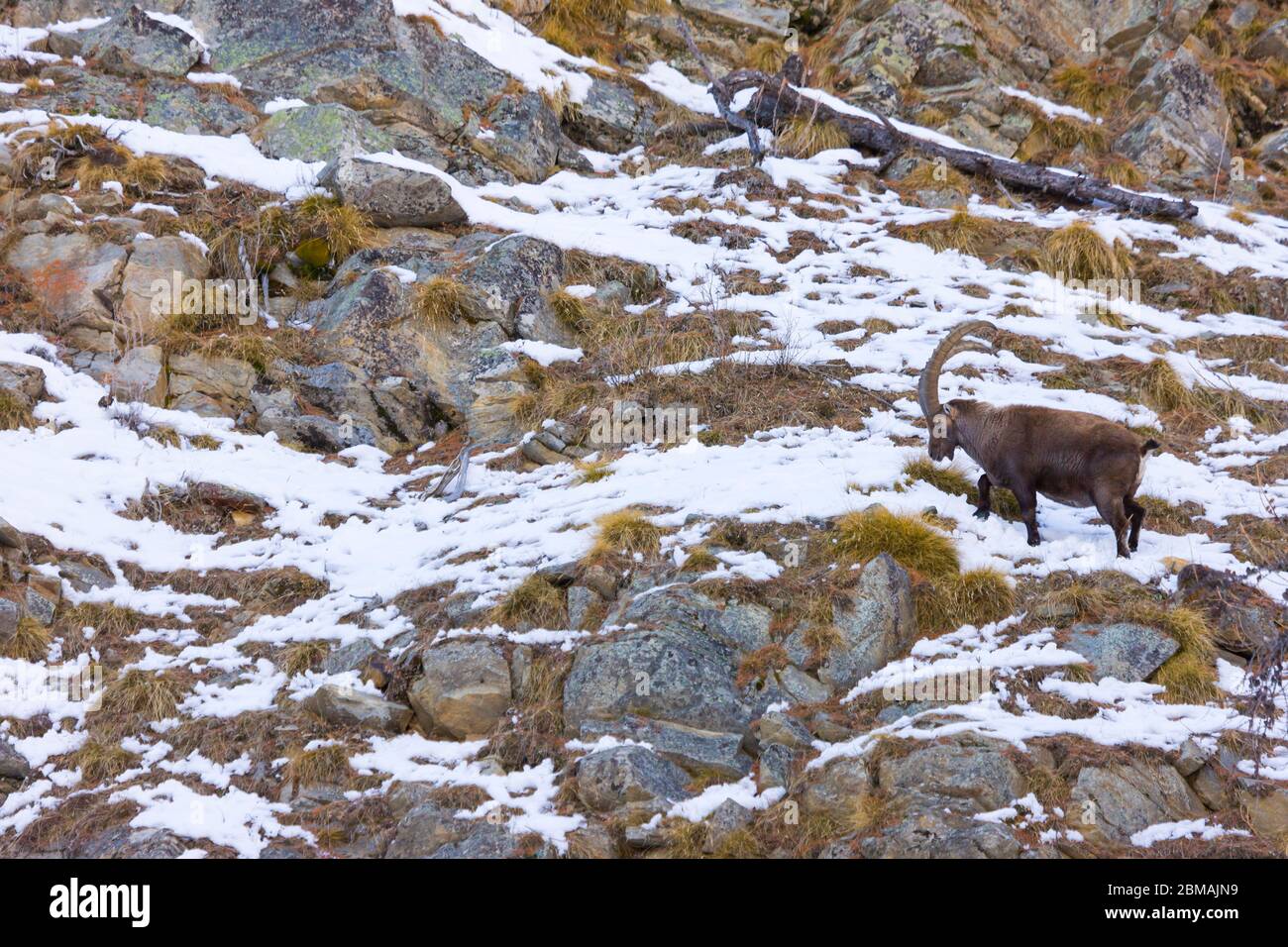 ALPINE IBEX - IBICE DE LOS ALPES (Capra ibex), Gran Paradiso National ...
