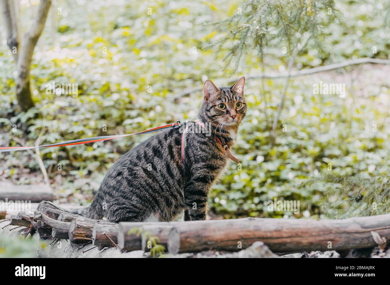 Siberian cat walking in the pine forest Stock Photo - Alamy