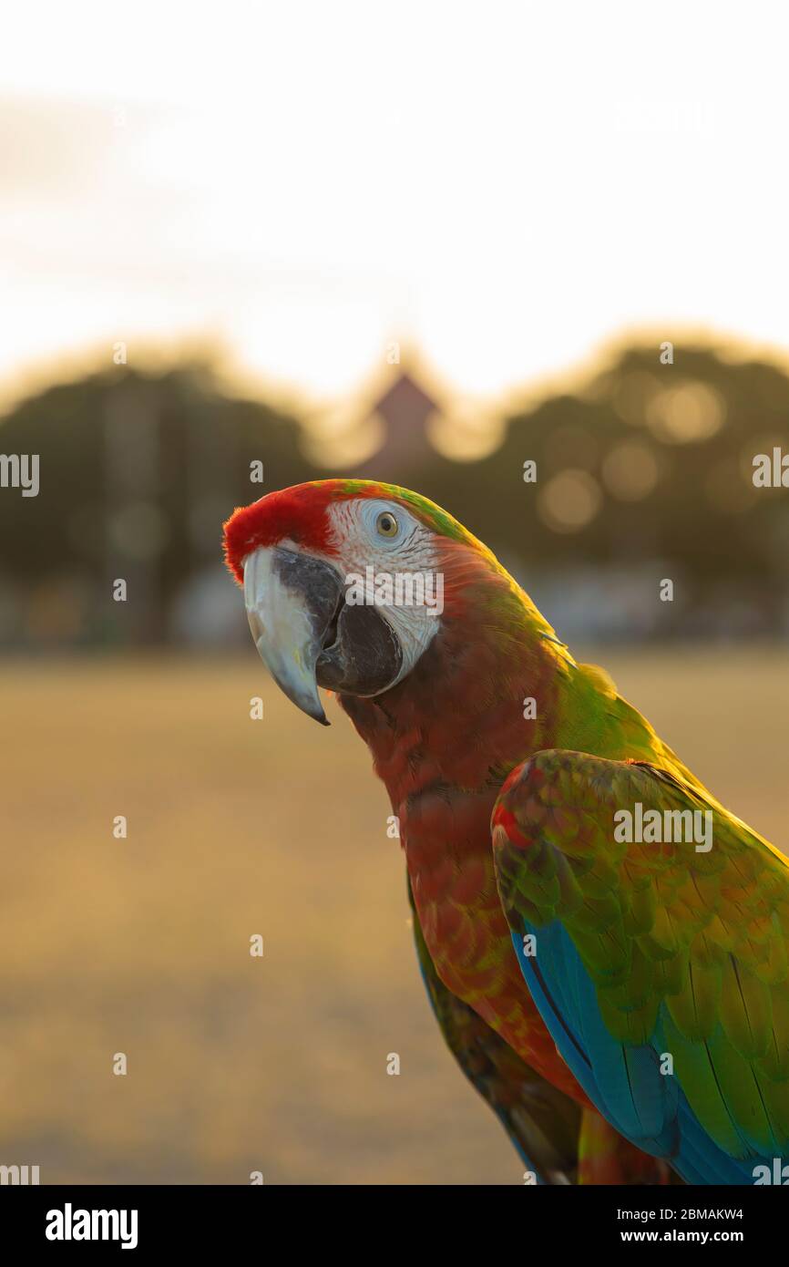 Parrot looks up hi-res stock photography and images - Alamy