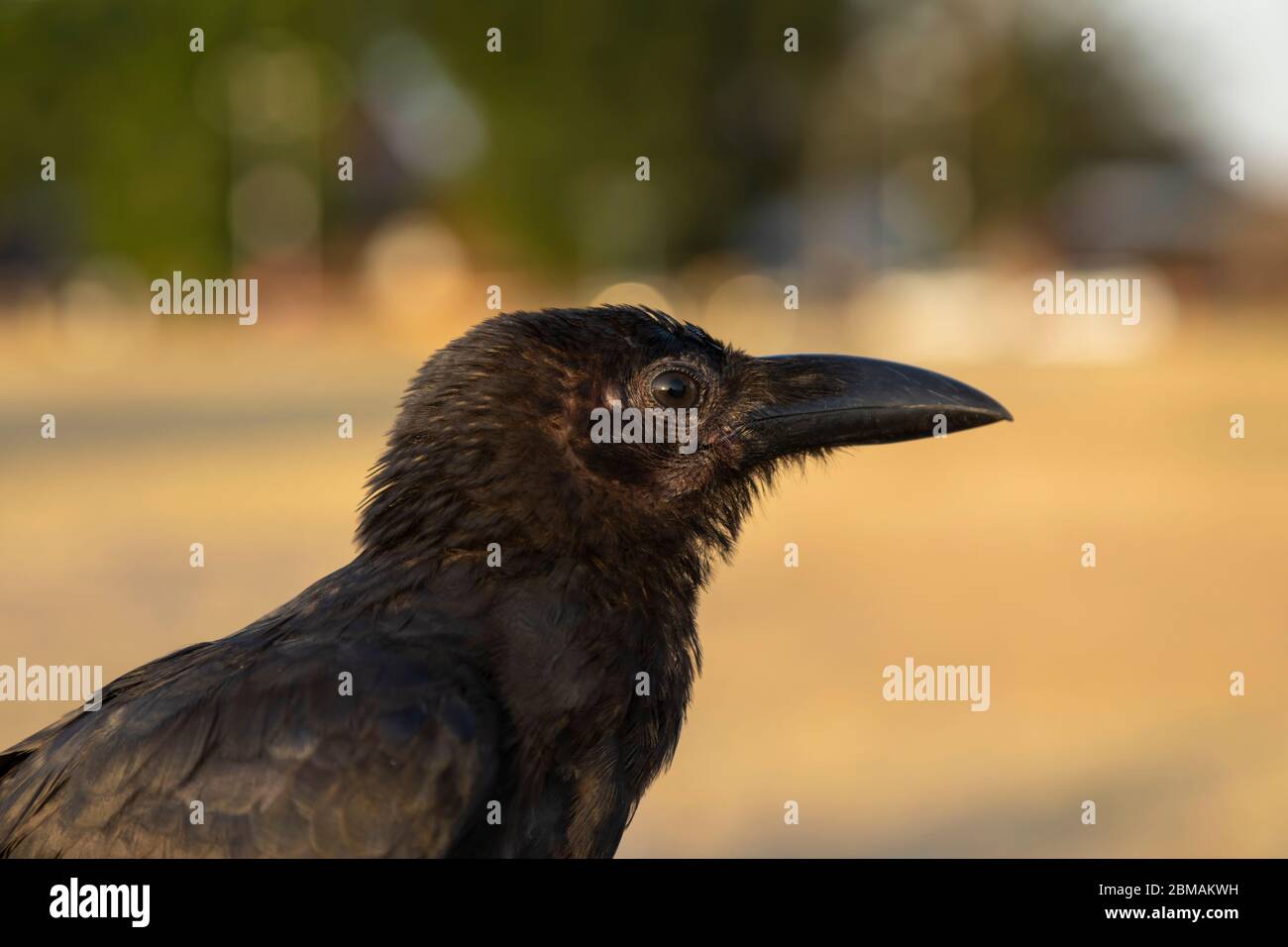 A young raven enjoys the outdoors with its owner on the Alun Alun Utara ...