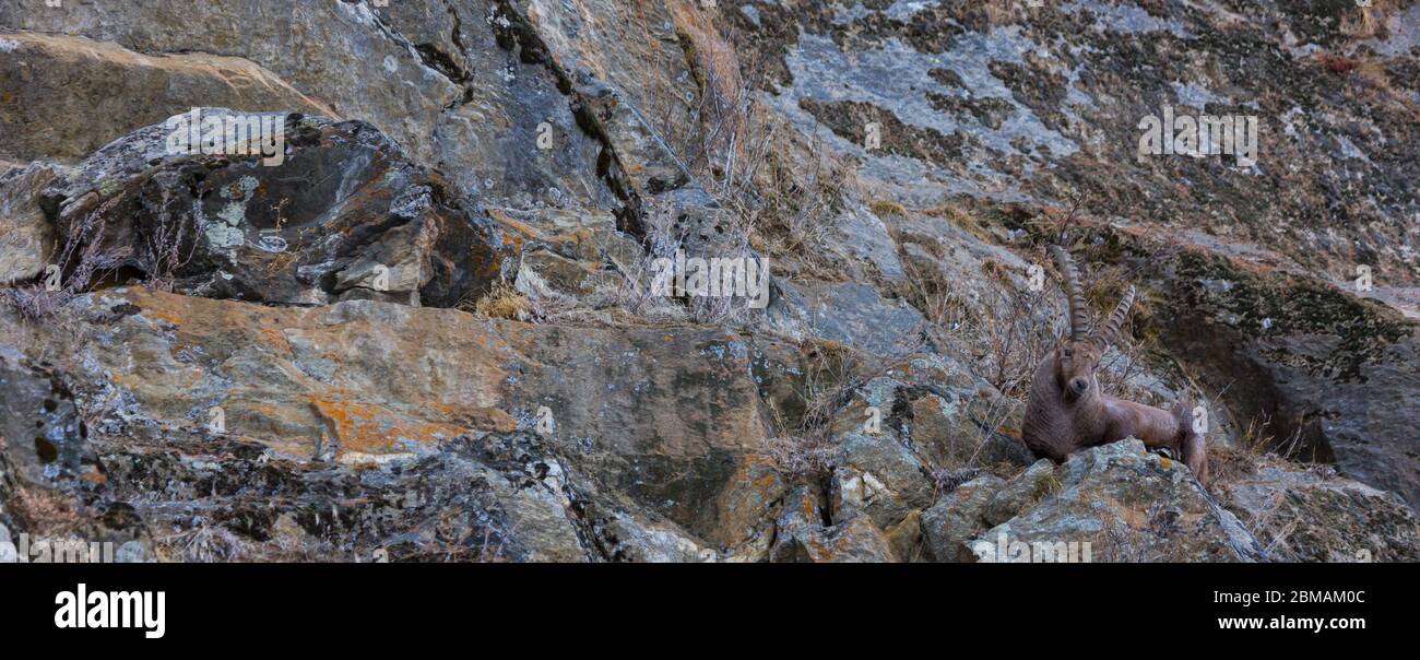 ALPINE IBEX - IBICE DE LOS ALPES (Capra ibex), Gran Paradiso National ...