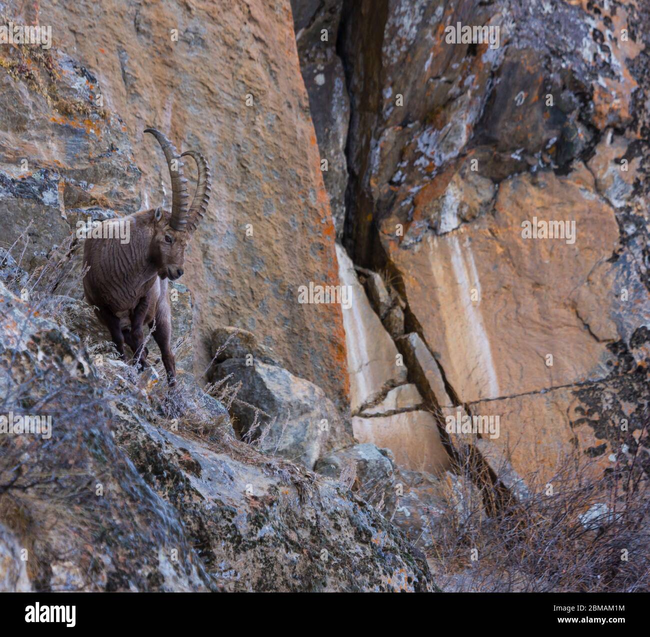 ALPINE IBEX - IBICE DE LOS ALPES (Capra ibex), Gran Paradiso National ...