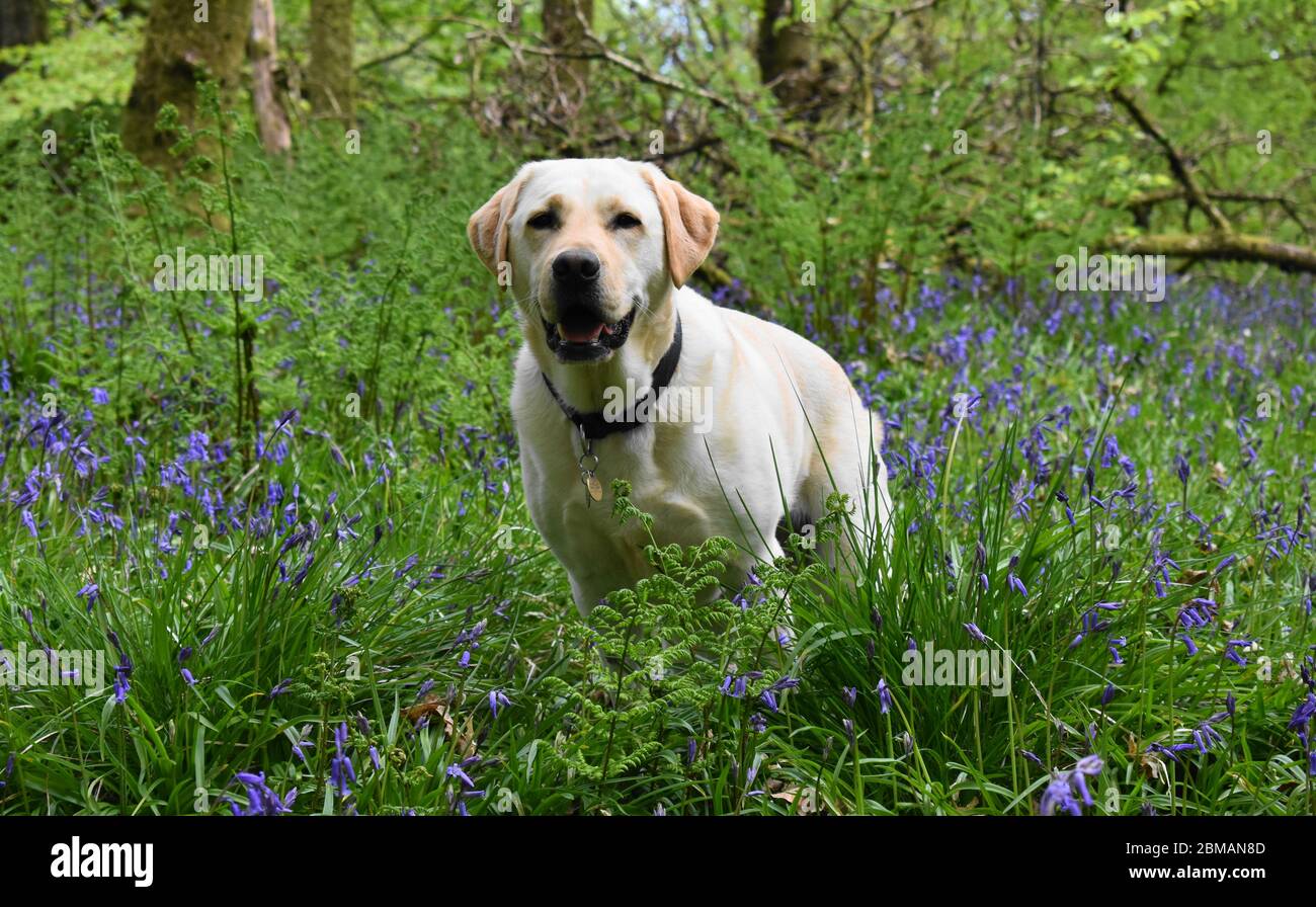 Yellow labrador with black collar standing in a field of bluebells on ...