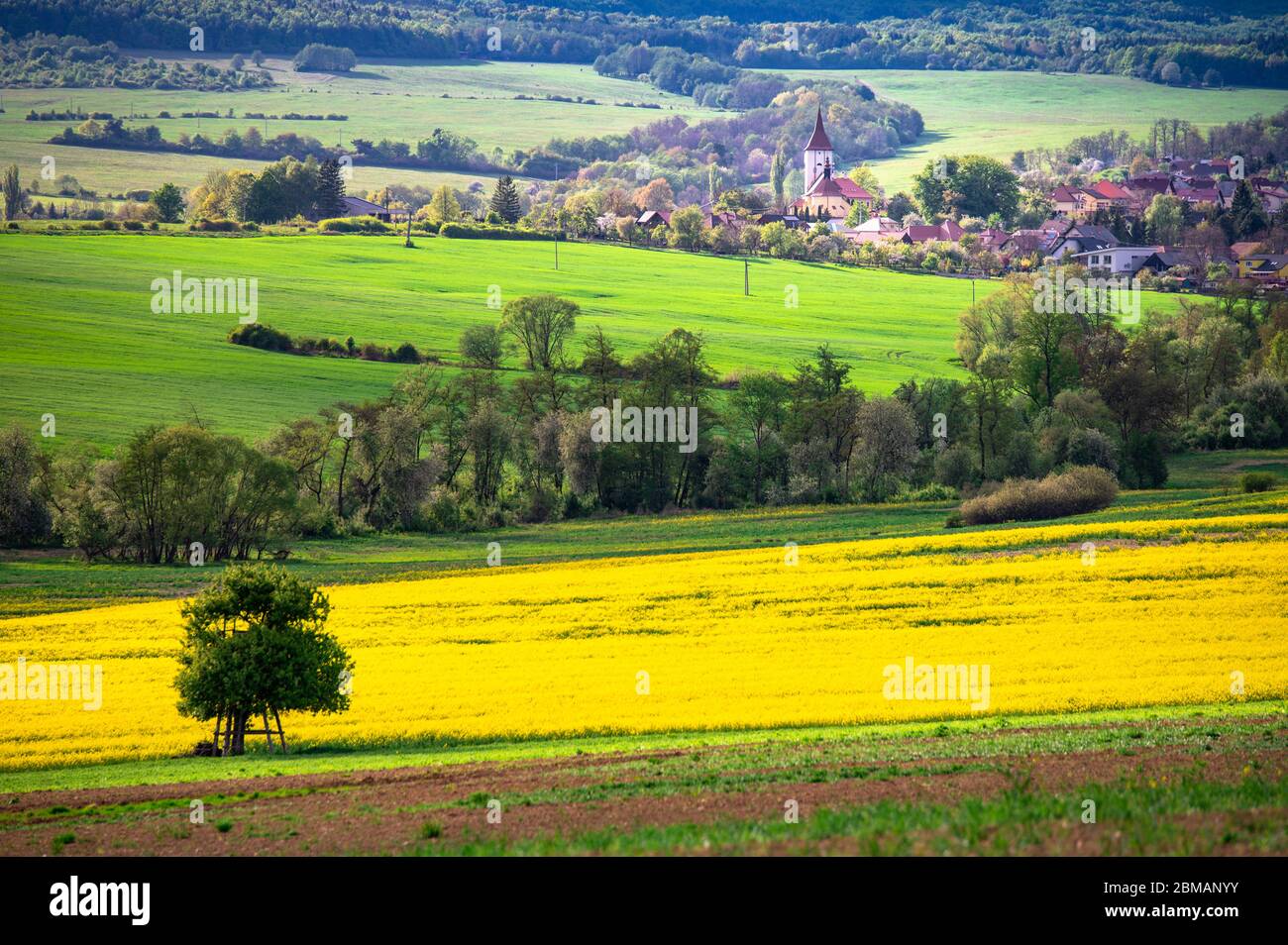 Agricultural spring rural landscape. Yellow and green fields. church ...