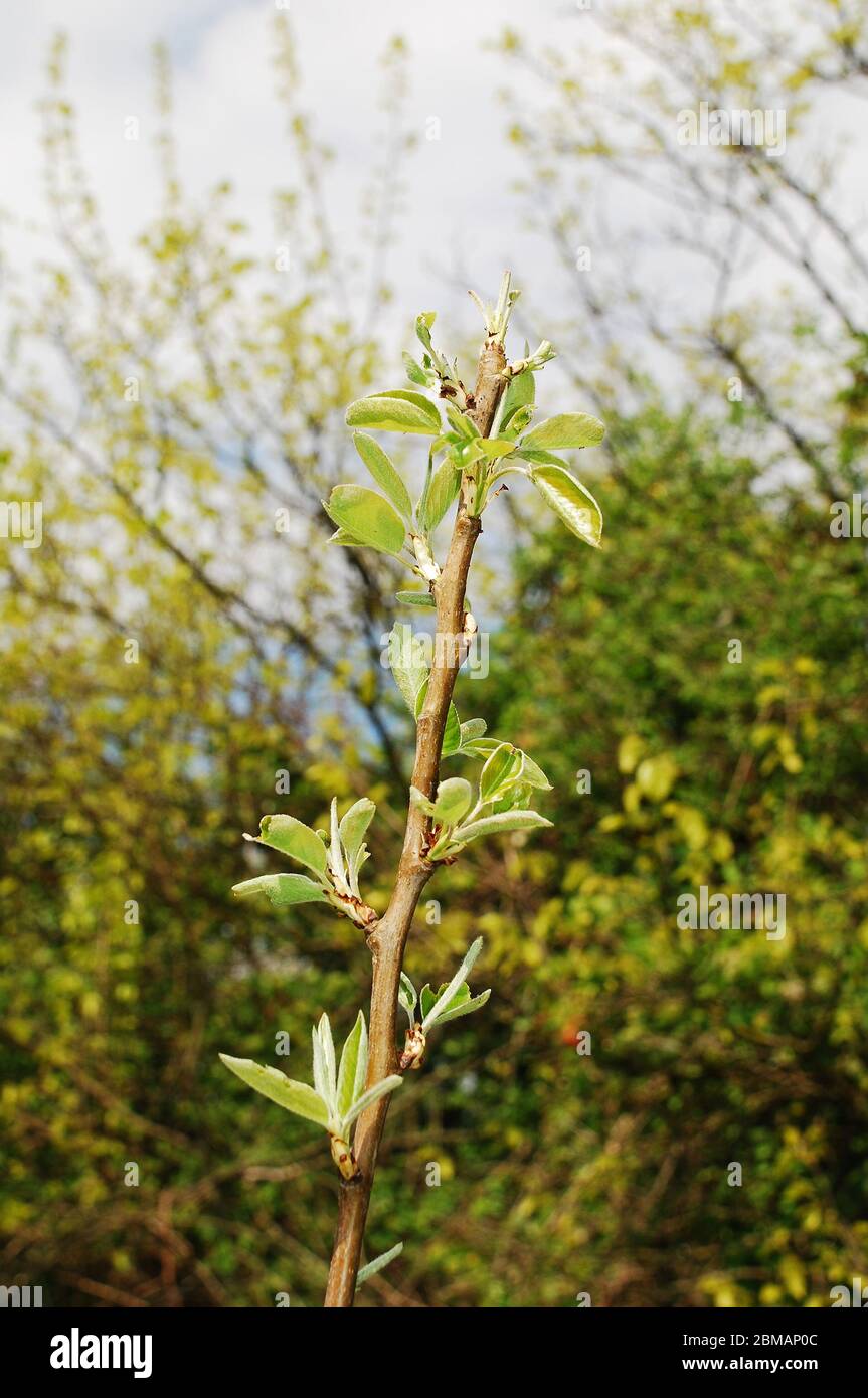 Williams pear hi-res stock photography and images - Alamy