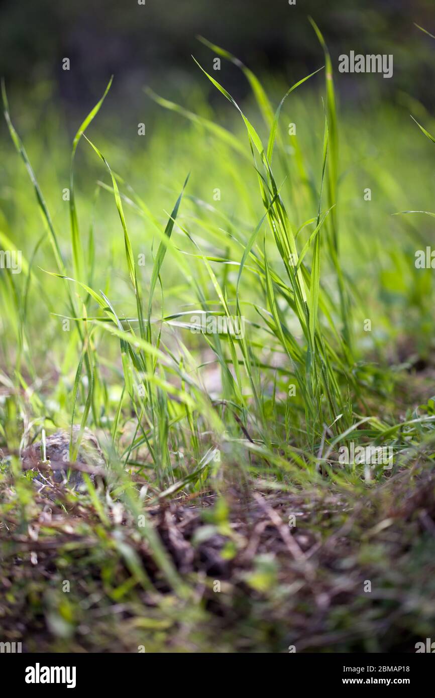 Close up fresh green grass texture background Stock Photo - Alamy