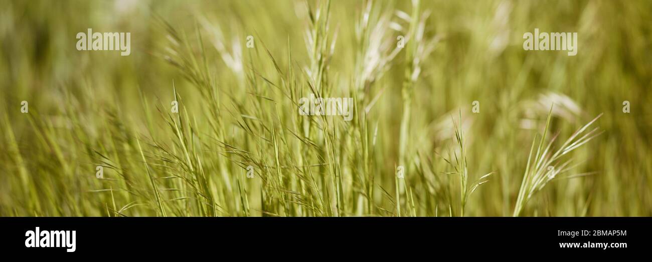 Fresh green grass grow in a sunny spring day Stock Photo - Alamy