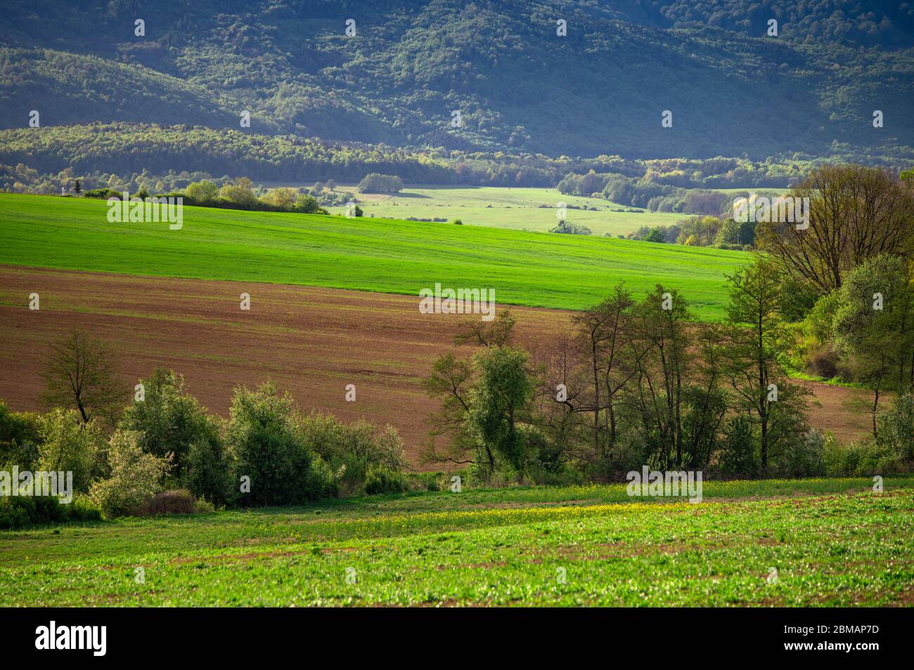 Green spring wallpaper. Trees, meadows and agricultural fields. Edit ...