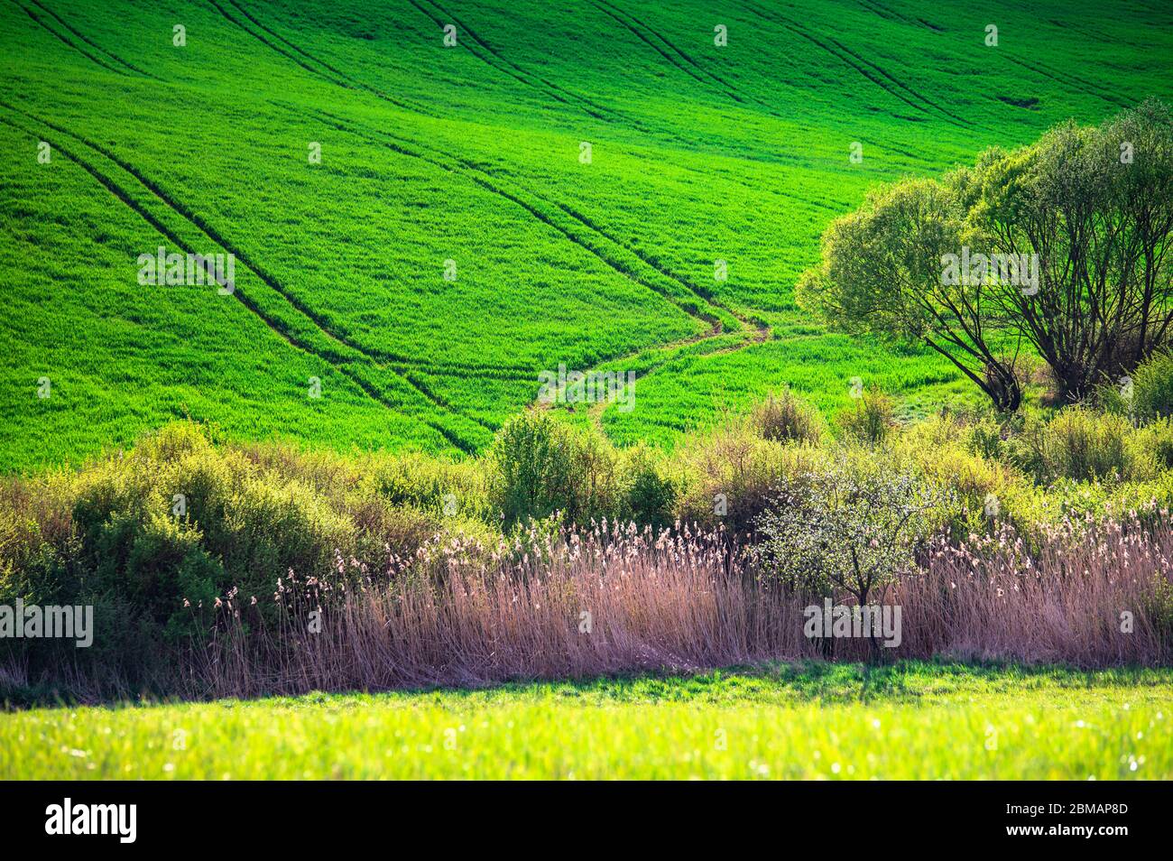 Beautiful spring landscape. Green fields in sunny time Stock Photo - Alamy