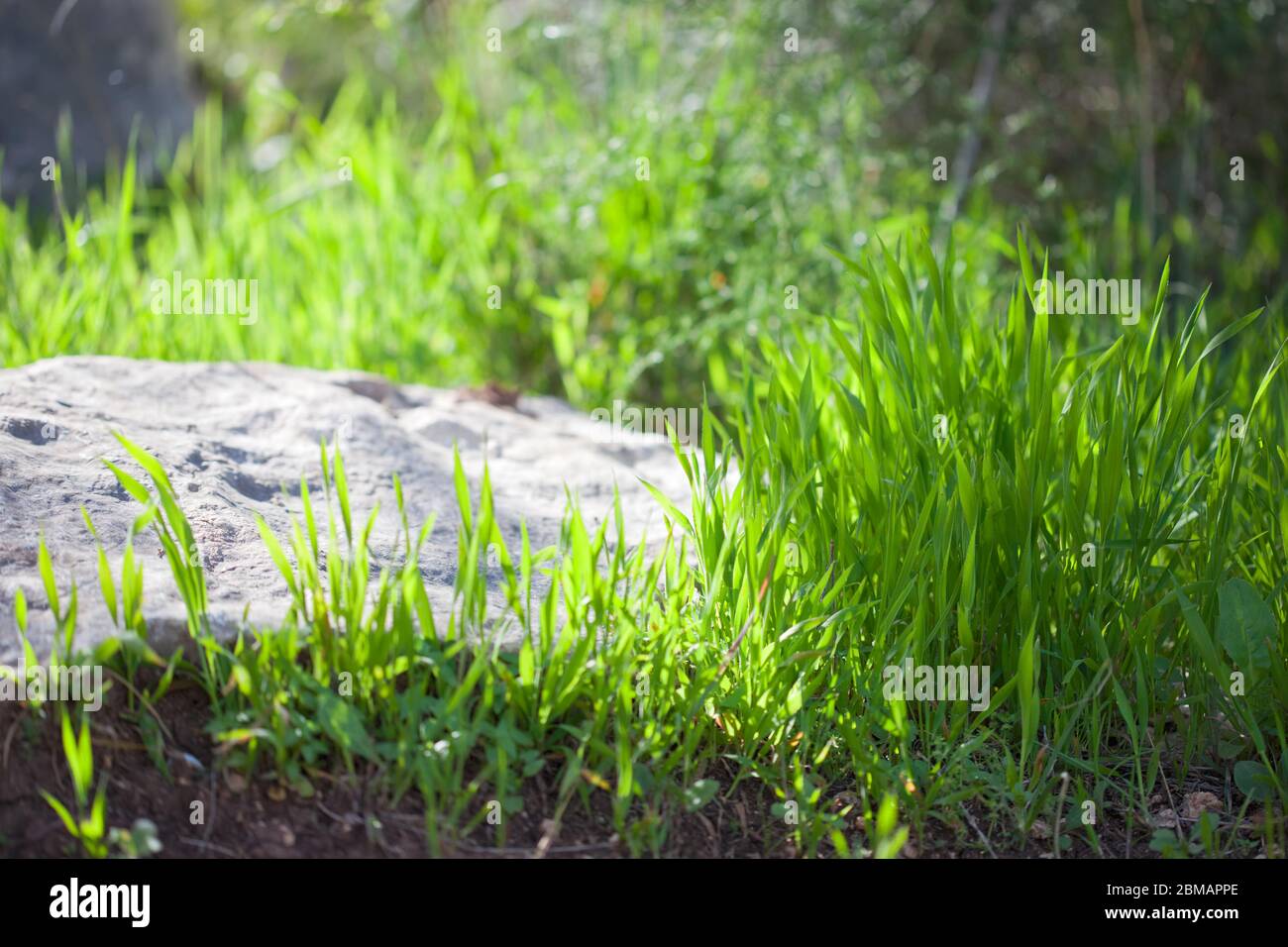Close up fresh green grass texture background Stock Photo - Alamy