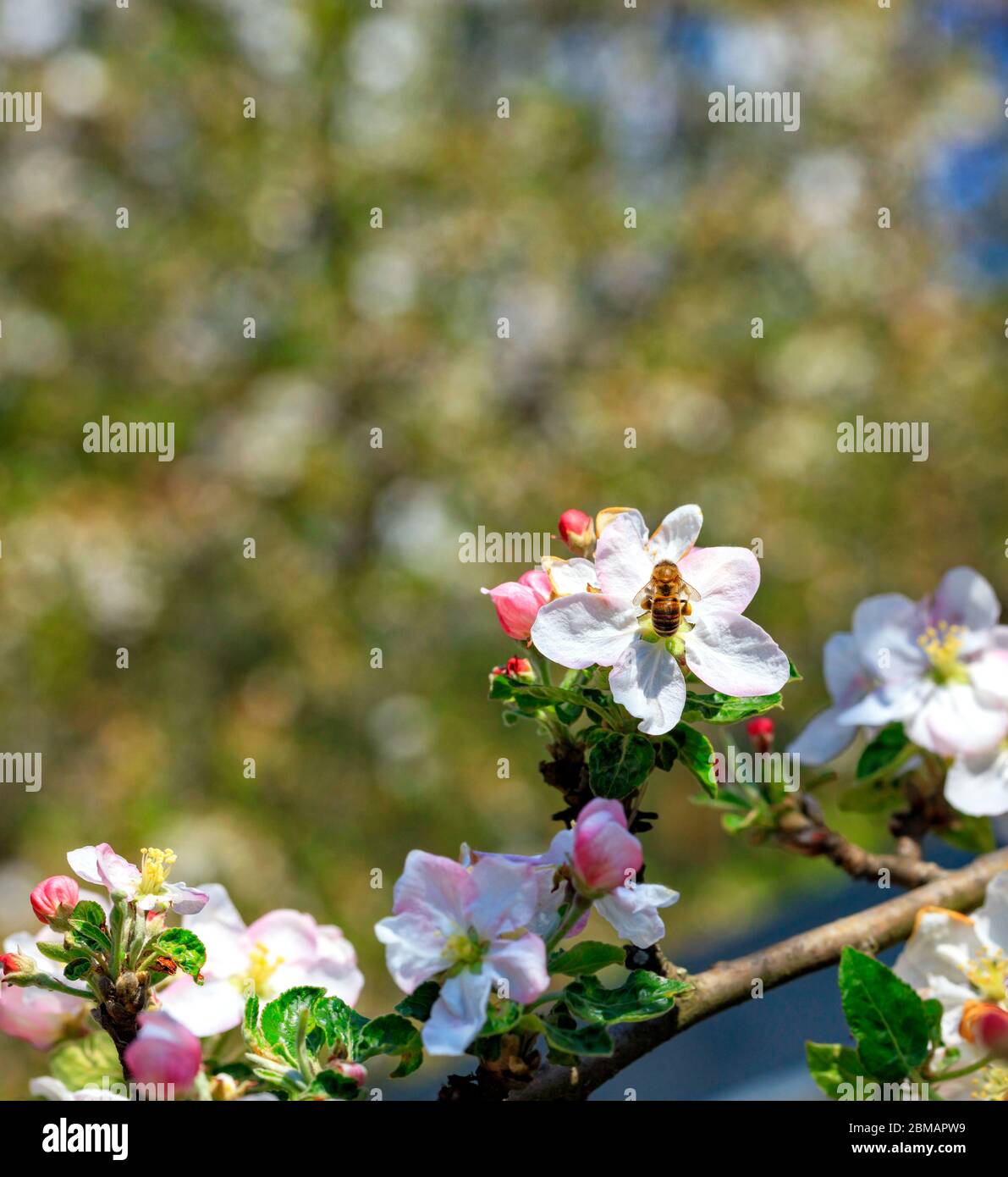 A bee pollinates an apple tree flower collecting nectar and pollen ...
