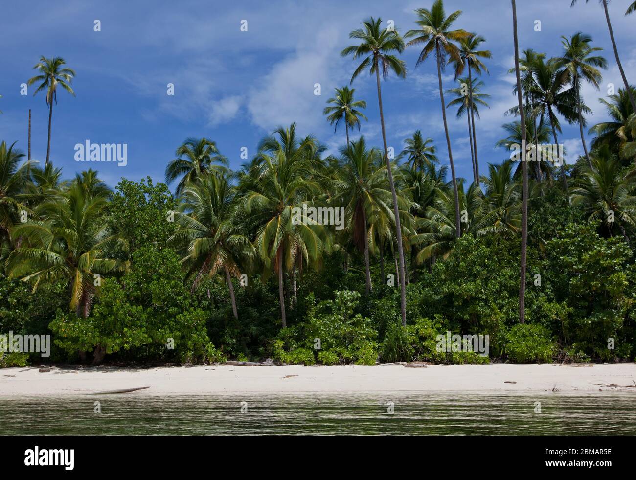 White sand beach with dense jungle rainforest Stock Photo - Alamy