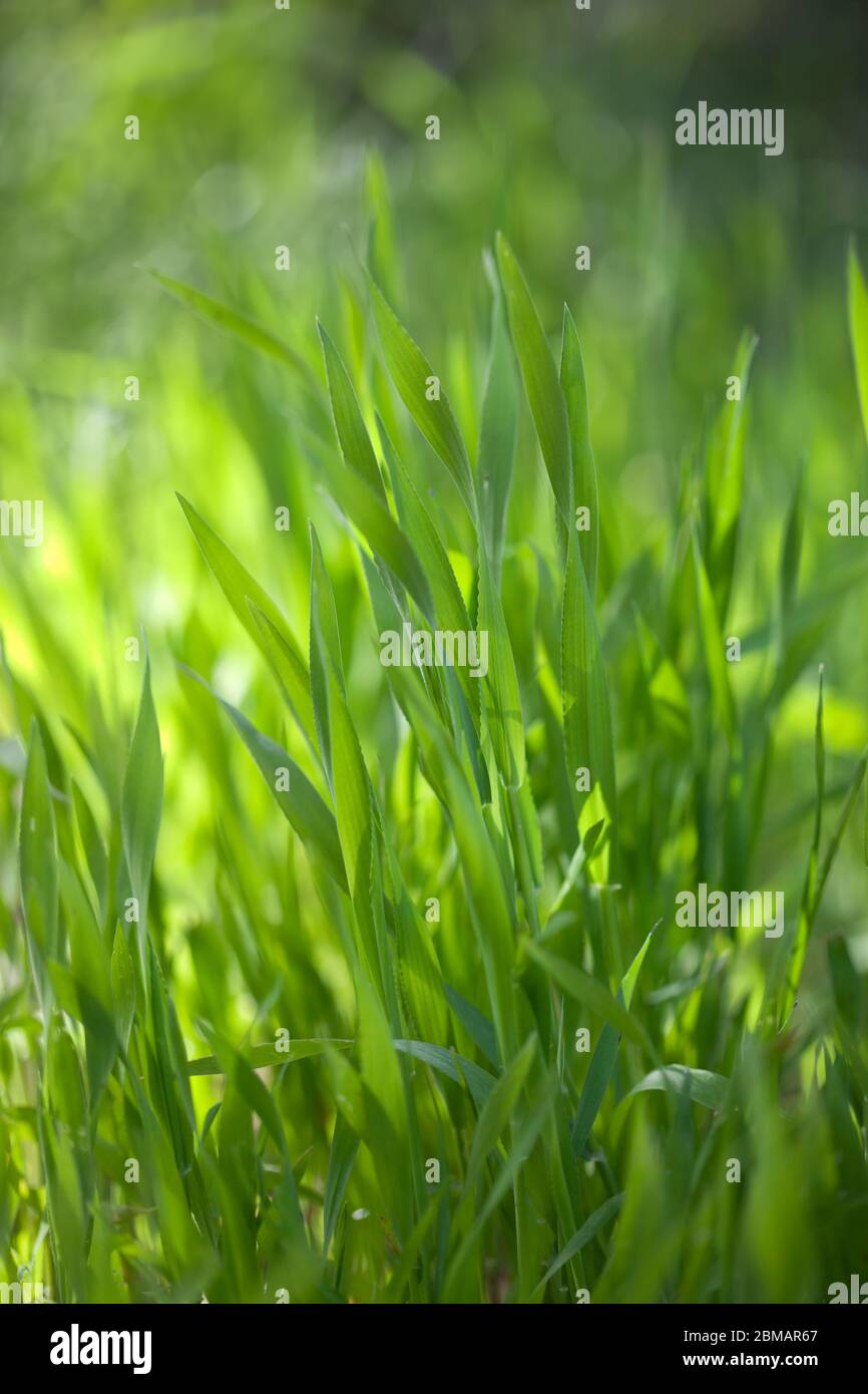Close up fresh green grass texture background Stock Photo - Alamy