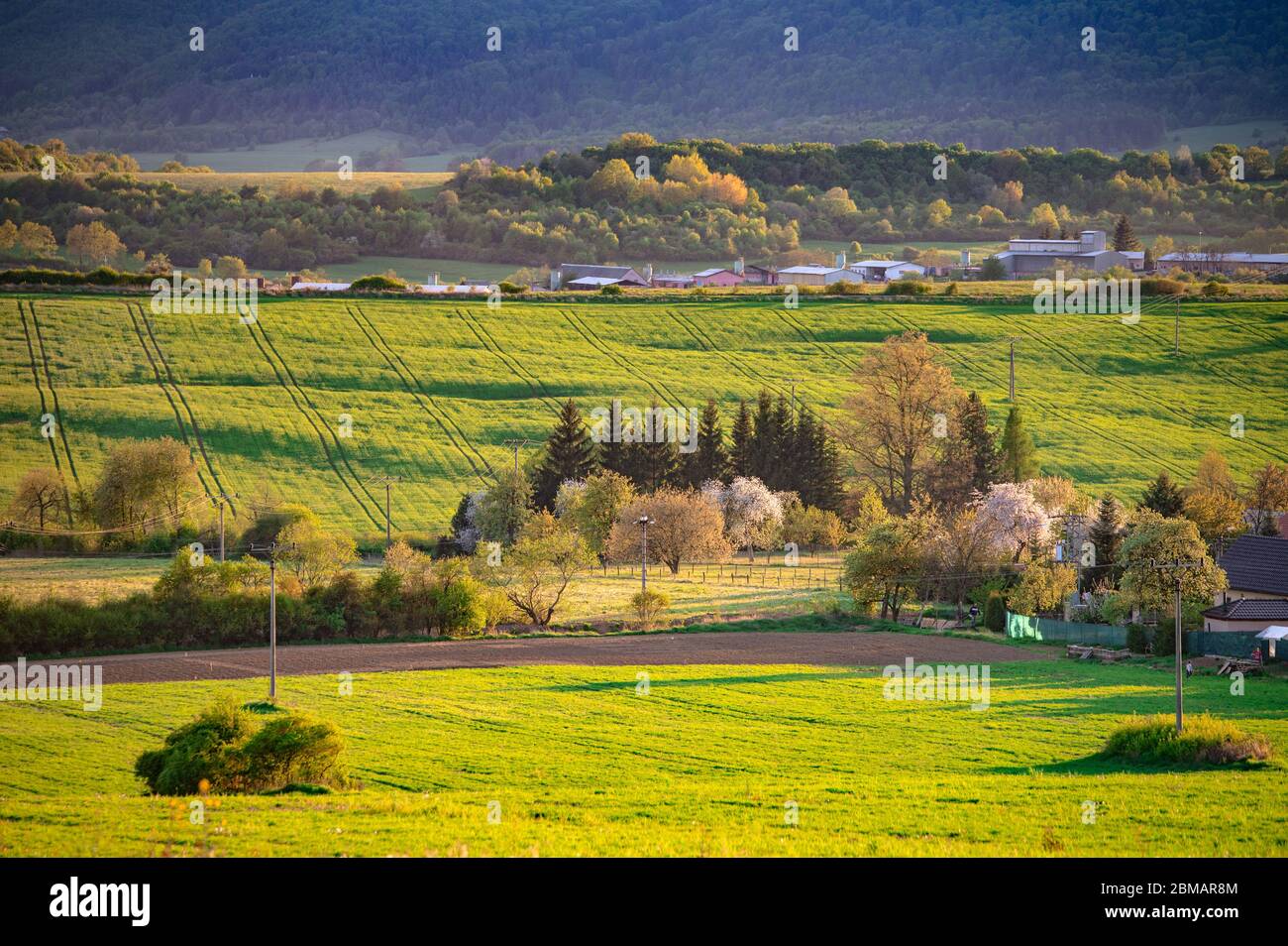 Beautiful spring rural agricultural landscape in sunset light. Green ...