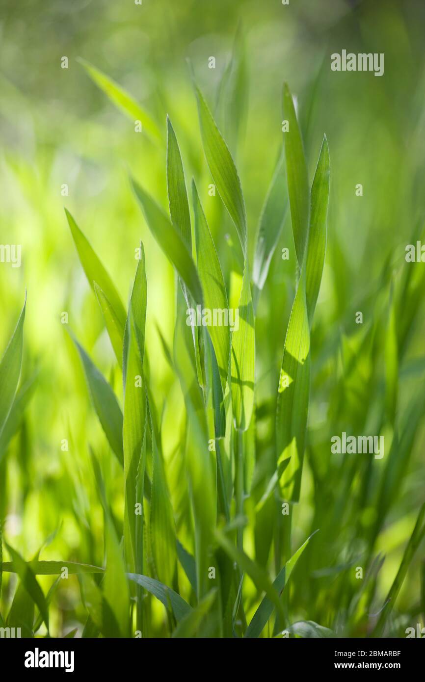 Close up fresh green grass texture background Stock Photo - Alamy