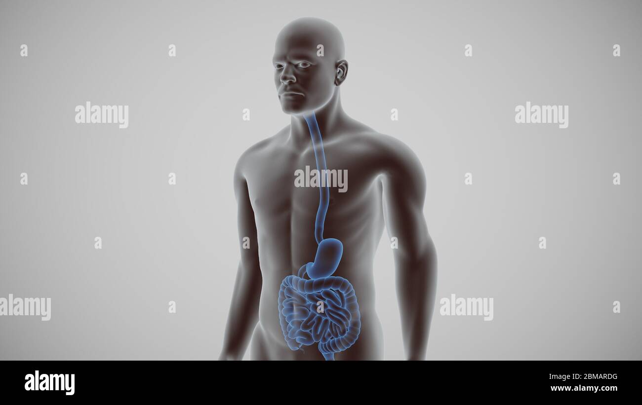 3d illustration of the human digestive system. stomach and guts Stock ...