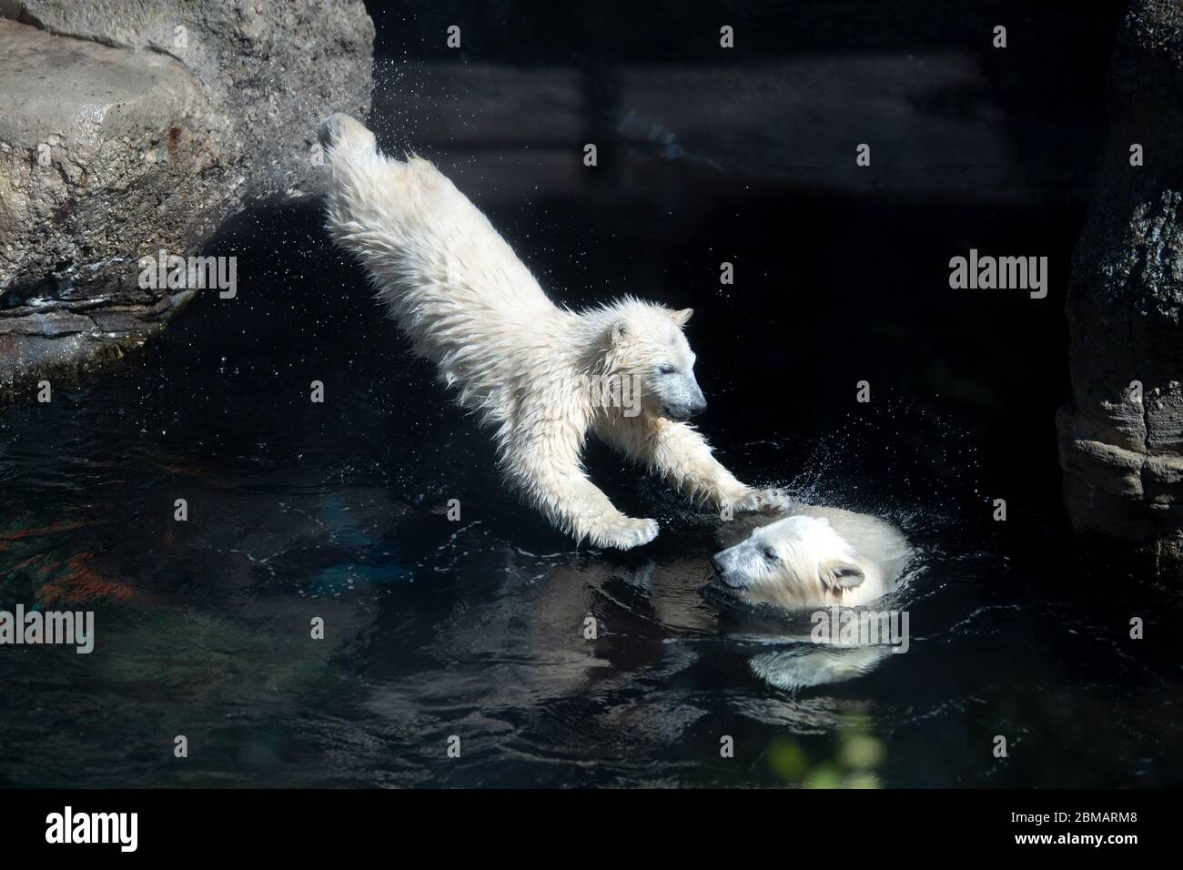 Bremerhaven, Germany. 08th May, 2020. The five-month-old polar bear ...
