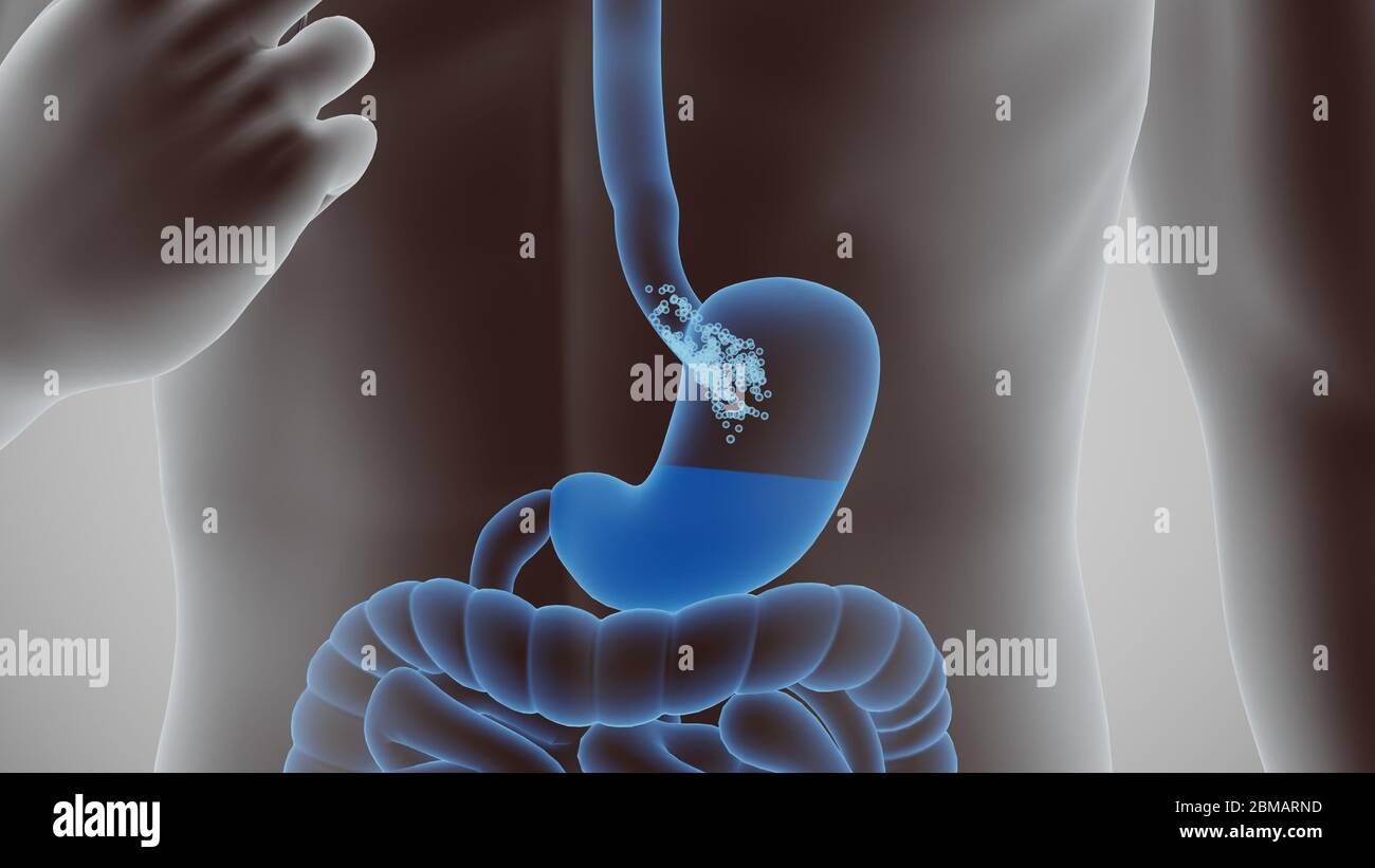 3d illustration of the human digestive system. stomach and guts Stock ...