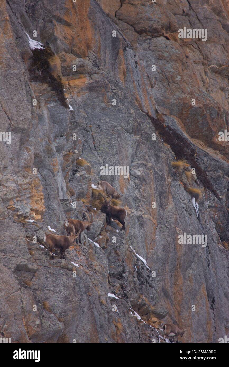 Fauna de los alpes hi-res stock photography and images - Alamy