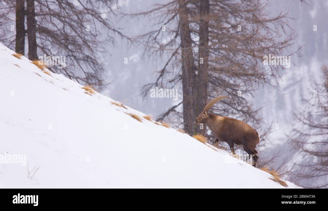 Fauna de los alpes hi-res stock photography and images - Alamy