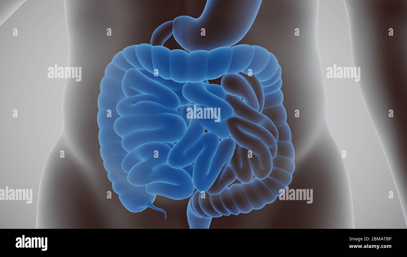 3d illustration of the human digestive system. stomach and guts Stock ...