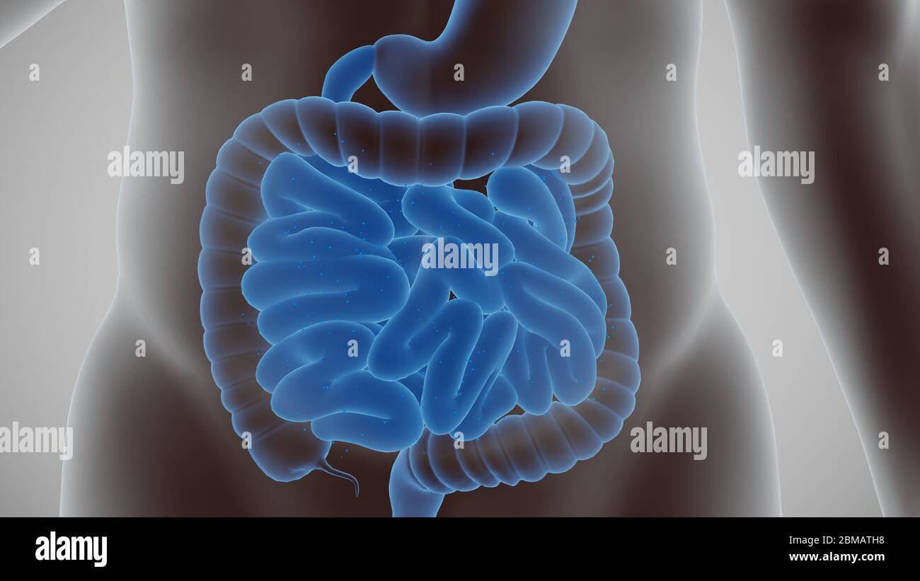 3d illustration of the human digestive system. stomach and guts Stock ...