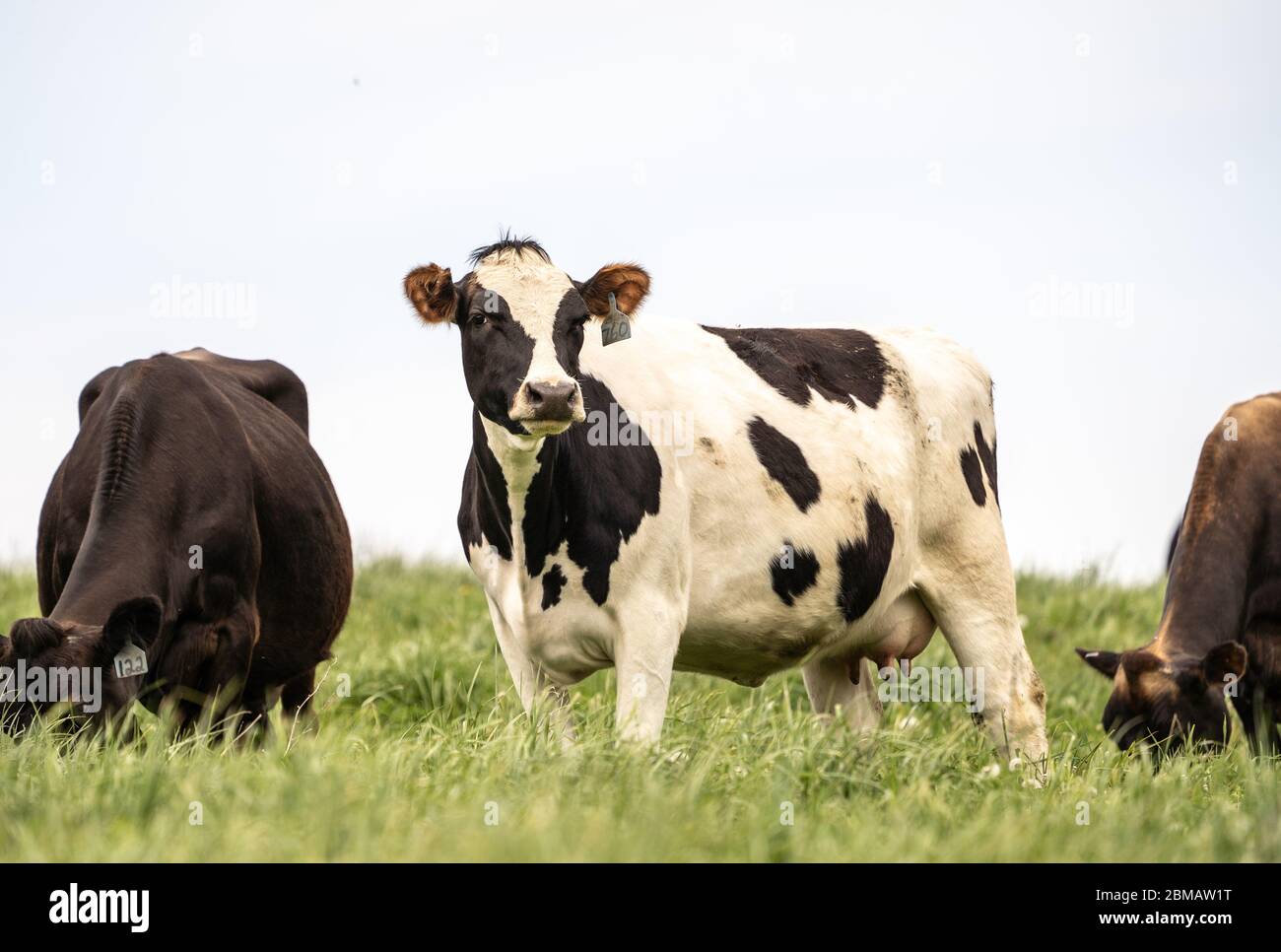 Holstein cow face on hi-res stock photography and images - Alamy