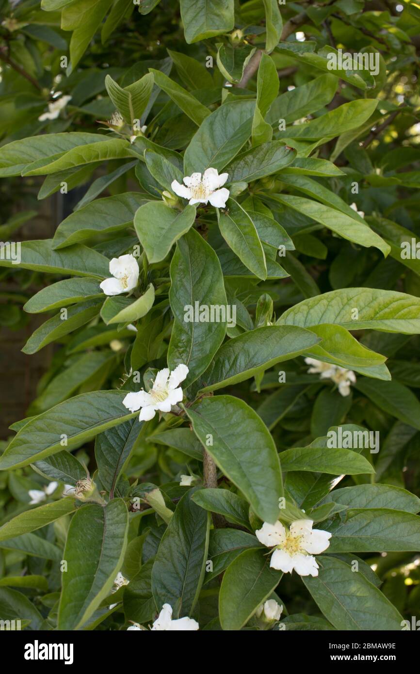 Medlar flower hi-res stock photography and images - Alamy