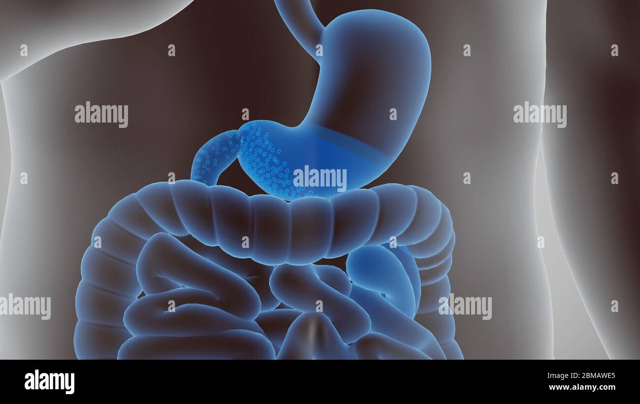 3d illustration of the human digestive system. stomach and guts Stock ...