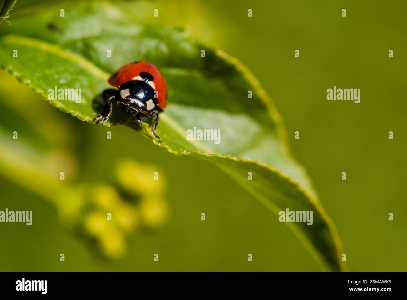Macro photo of a lady bug, lady bug sitting on a plant, close up of a ...