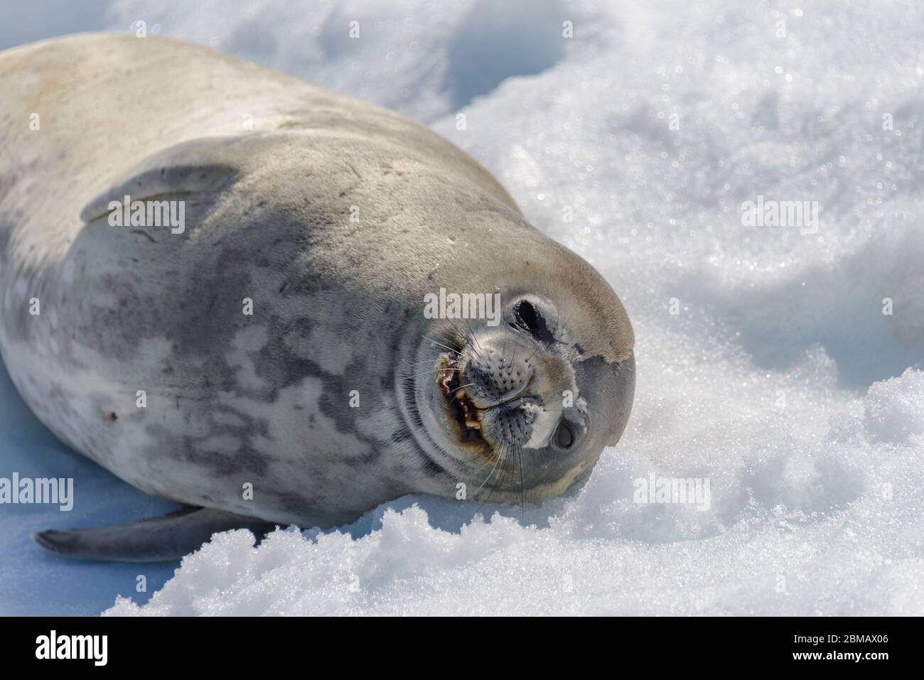 Leopard seal on beach with snow in Antarctica Stock Photo - Alamy