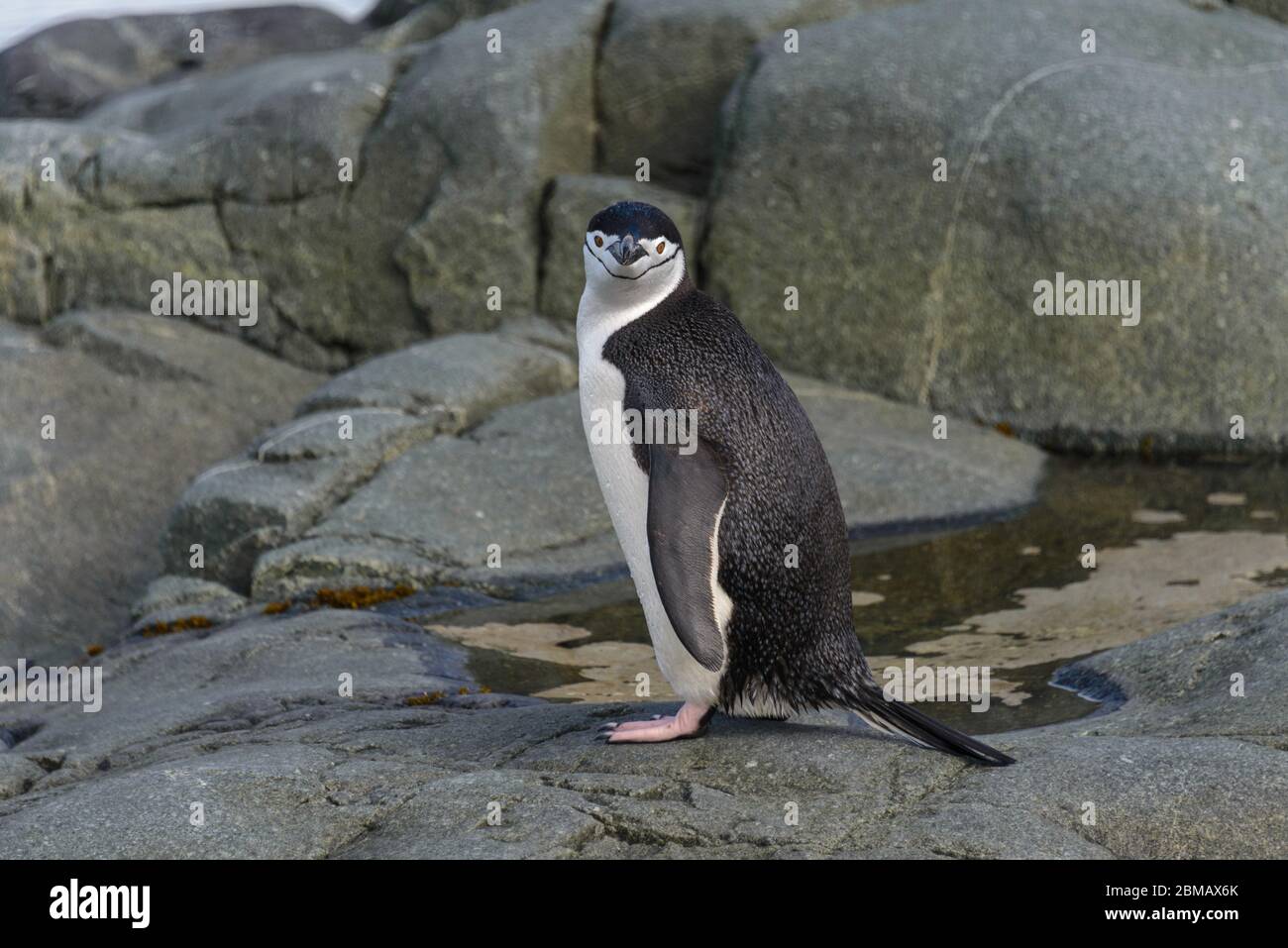 Chinstrap penguin on the rock close up Stock Photo - Alamy