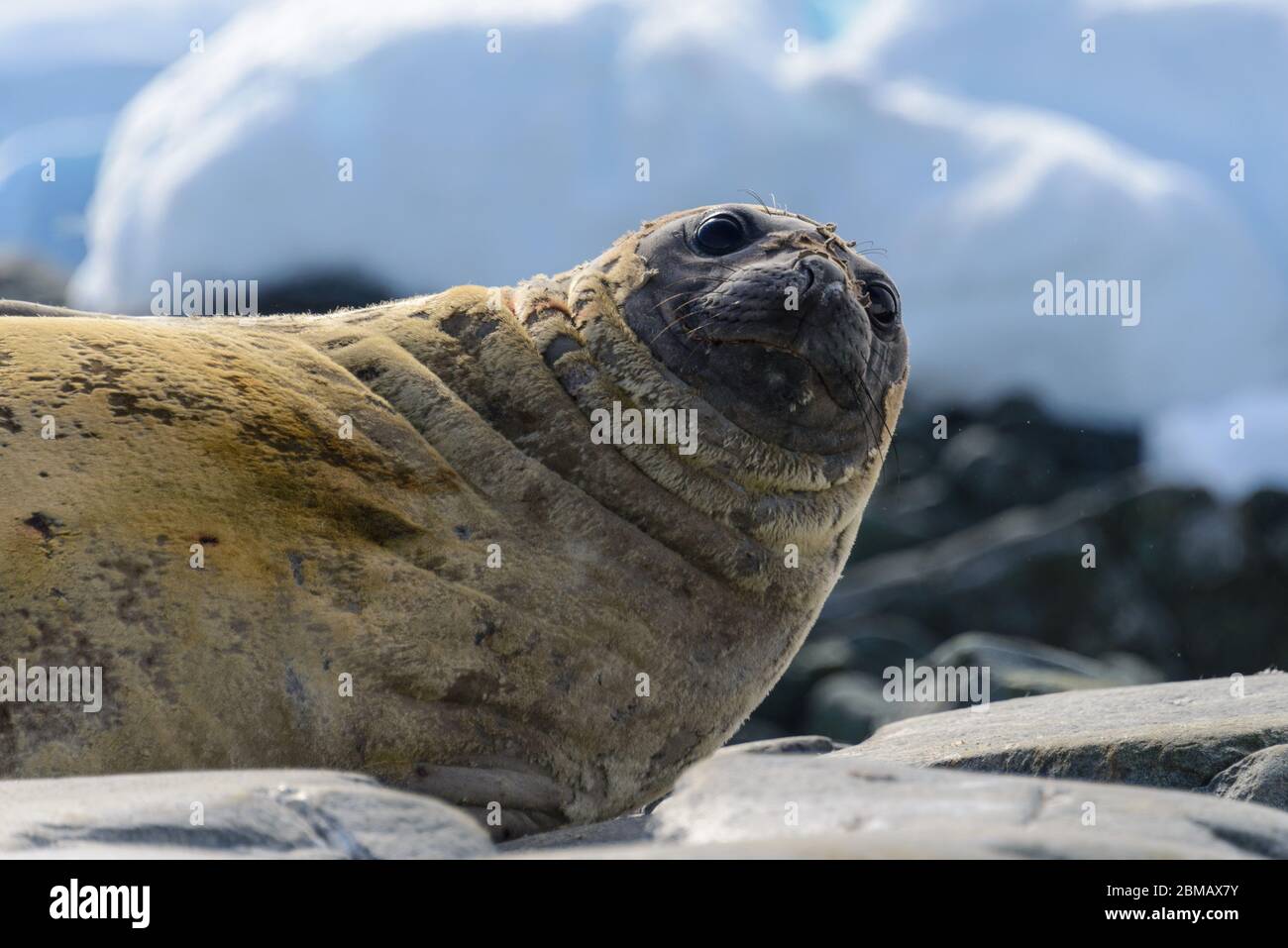Fur seal close up Stock Photo - Alamy