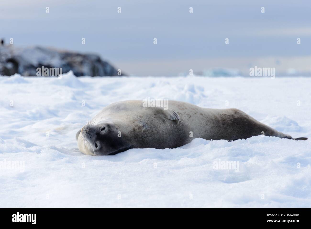 Leopard seal on beach with snow in Antarctica Stock Photo - Alamy