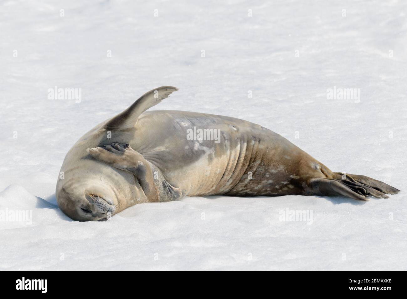 Leopard seal on beach with snow in Antarctica Stock Photo - Alamy