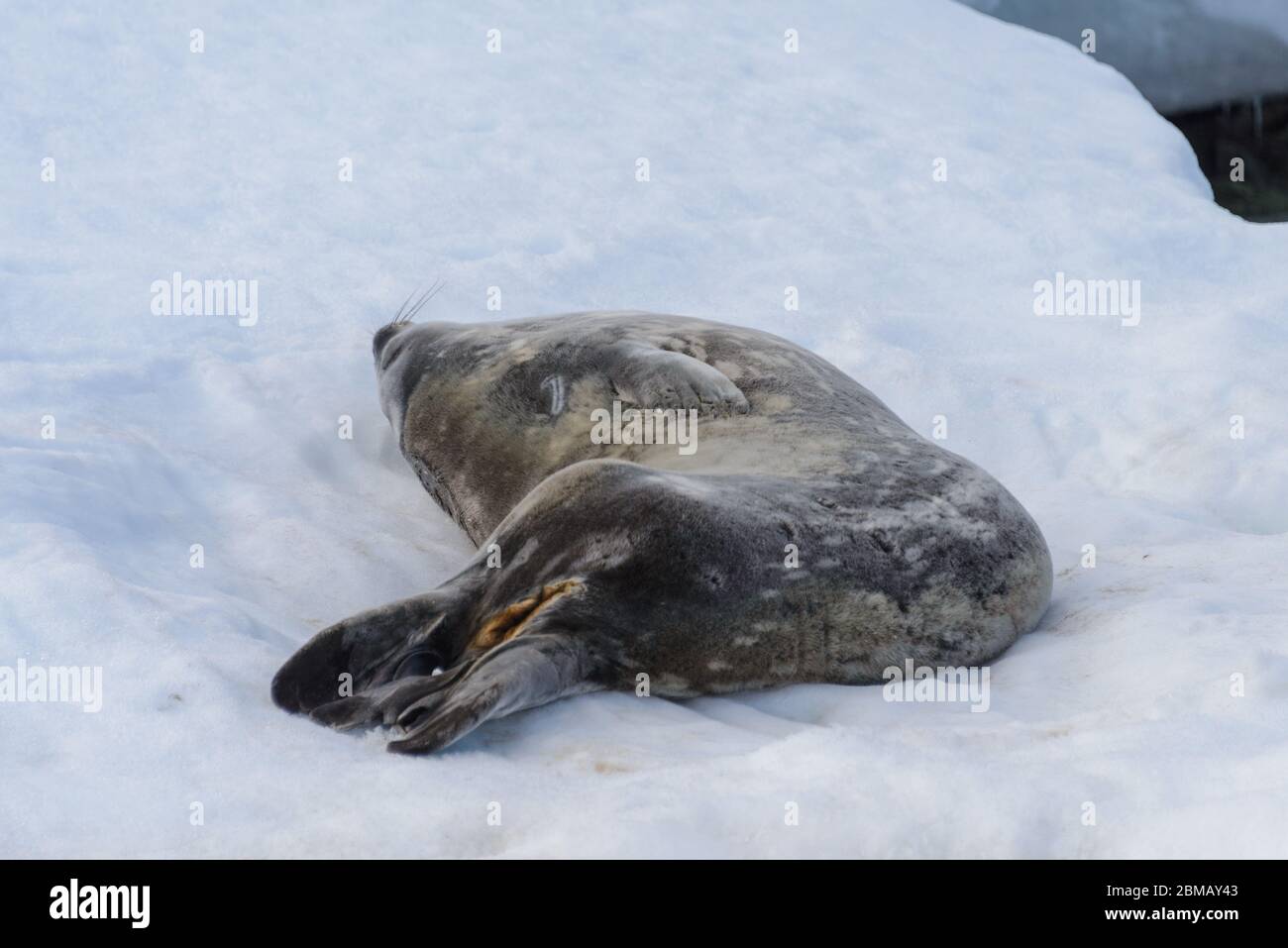 Leopard seal on beach with snow in Antarctica Stock Photo - Alamy