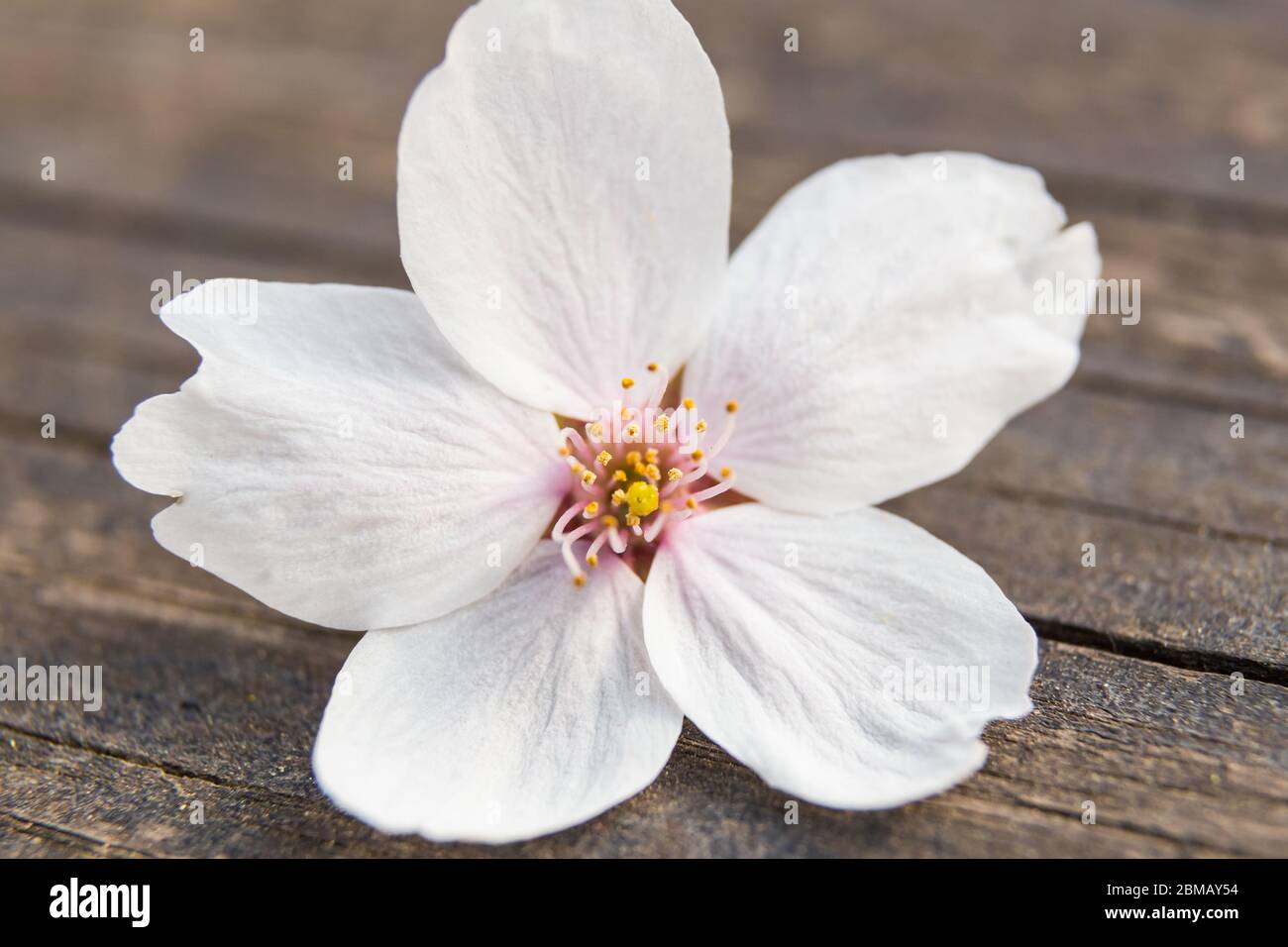 fallen cherry blossom petals Stock Photo - Alamy