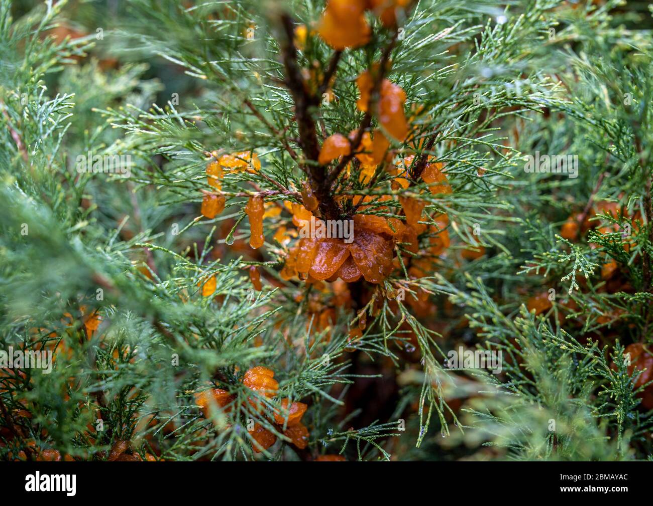 abundant growths during rain from the spores of the fungus Tremella ...