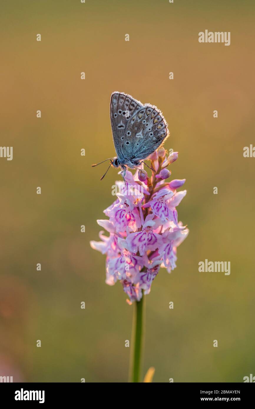 Adonis Blue Butterfly; Polyommatus bellargus; on Common Spotted Orchid ...
