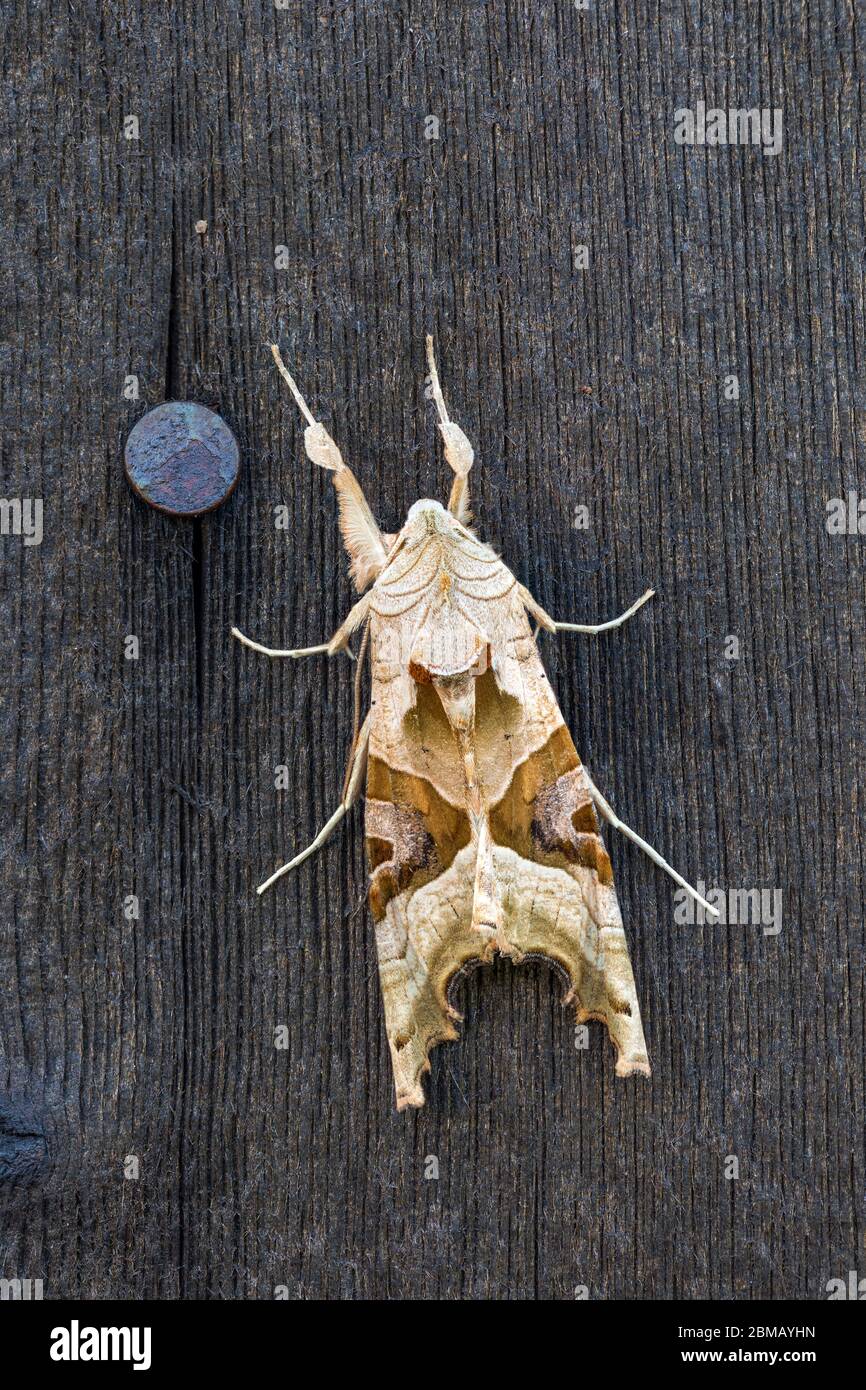 Angle shades moth hi-res stock photography and images - Alamy