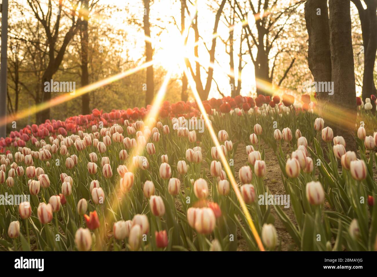 Tulips and Shining Sun in Seoul, Korea Stock Photo - Alamy