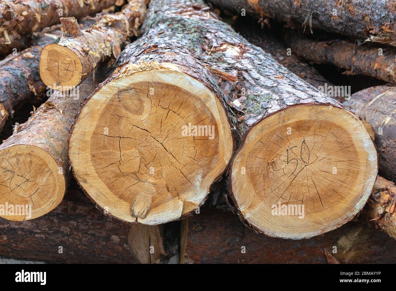 Wooden natural sawn logs as background, top view, flat lay Stock Photo ...
