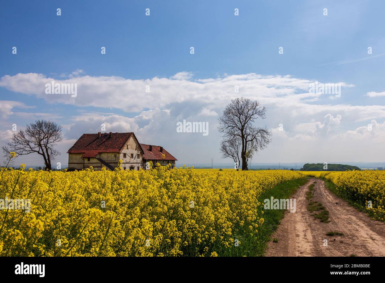 Abandoned house on a rapeseed field Stock Photo - Alamy