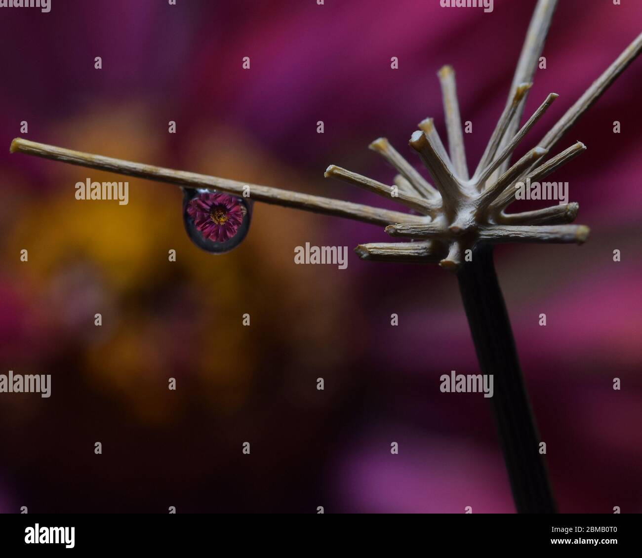 Beautiful water drop is showing flower reflection Stock Photo - Alamy