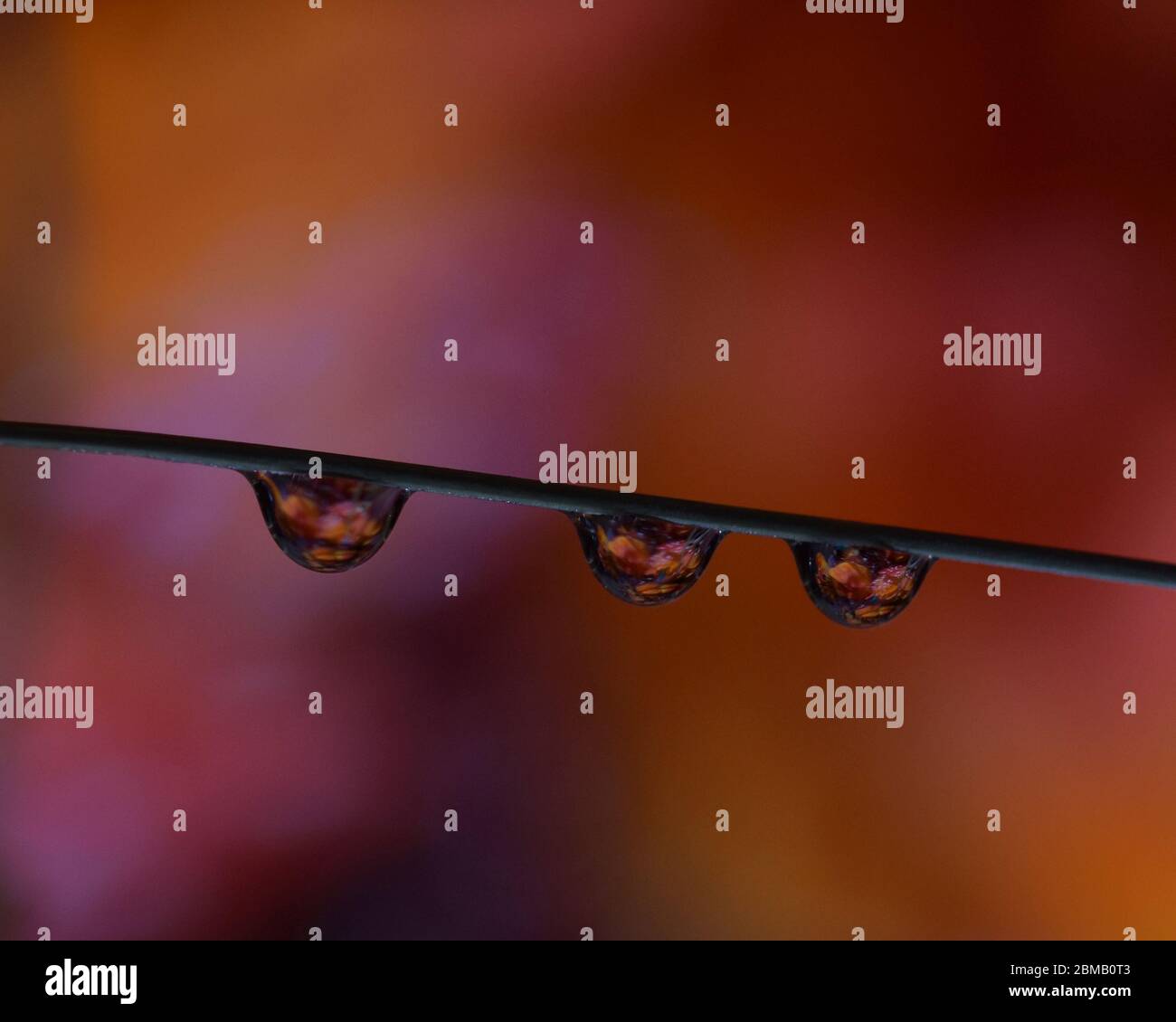 Three water droplet is hanging on a branch Stock Photo - Alamy