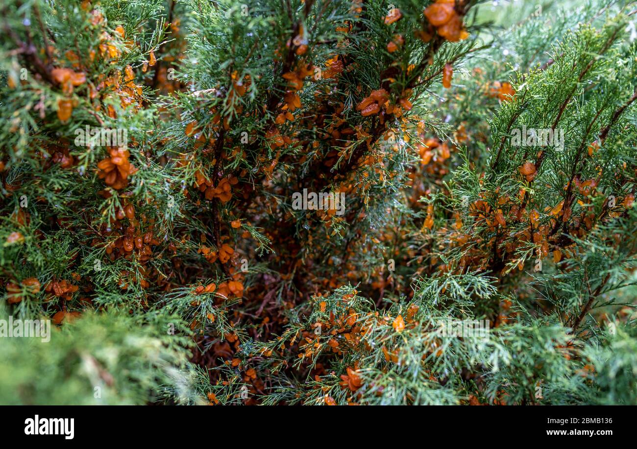 abundant growths during rain from the spores of the fungus Tremella ...
