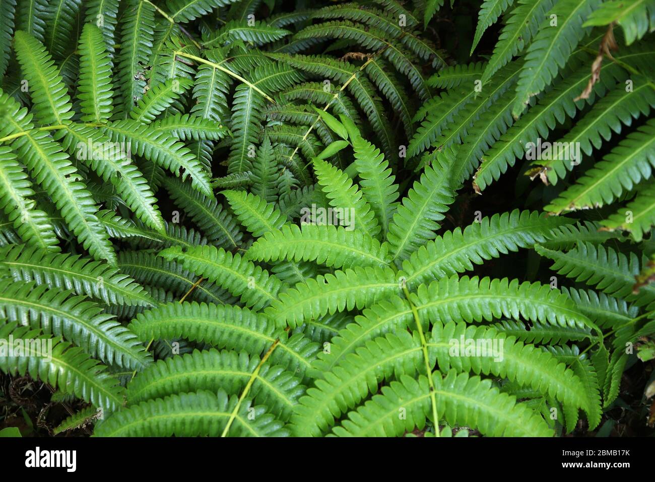 Volcano La Soufriere rainforest in Guadeloupe. Green jungle forest ...