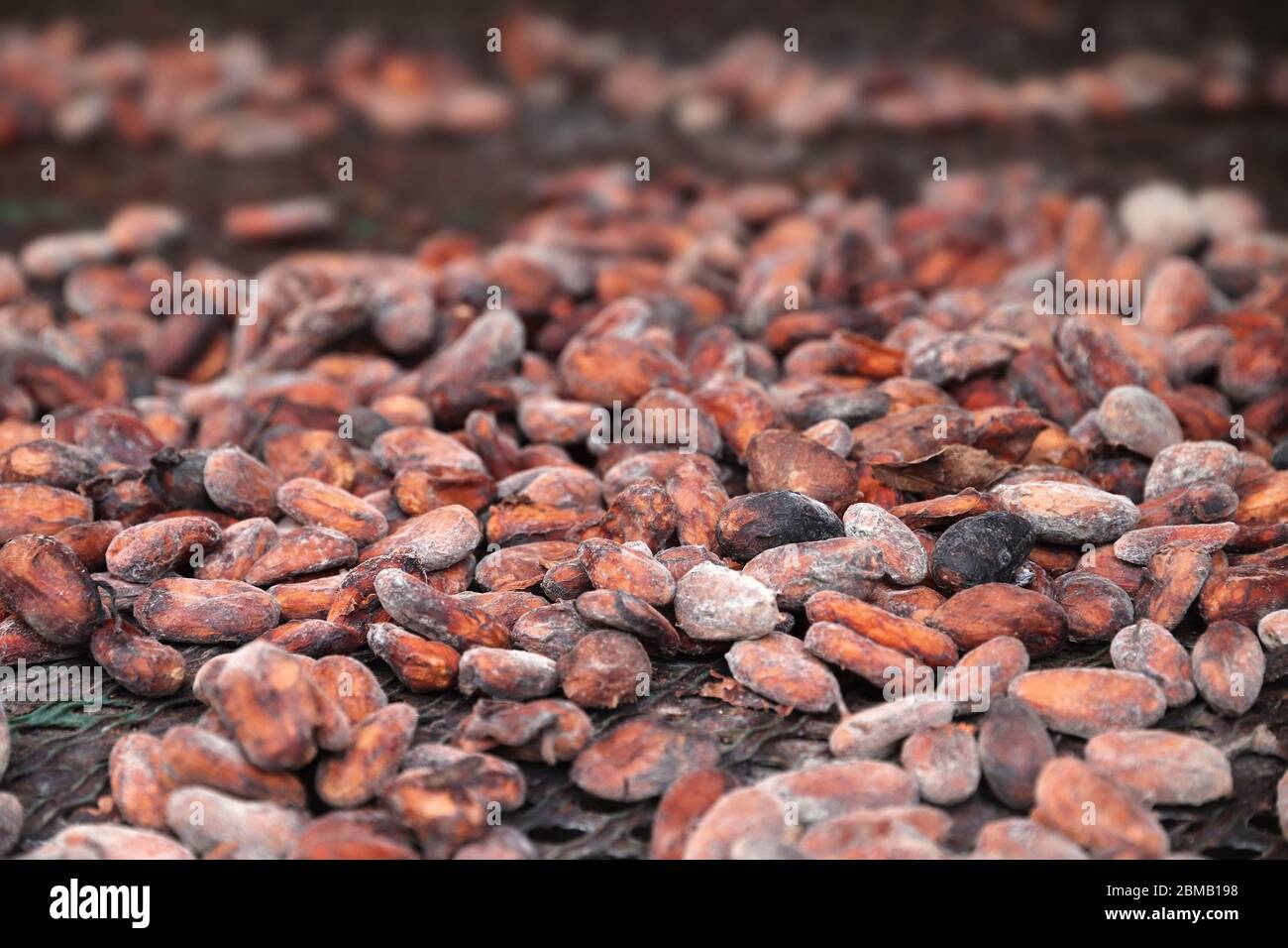 Chocolate industry in Caribbean island of Guadeloupe. Air drying cocoa ...